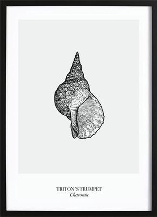 Triton's Trumpet Poster - Wallified - Natuur - Landschap - Zee - Poster ...