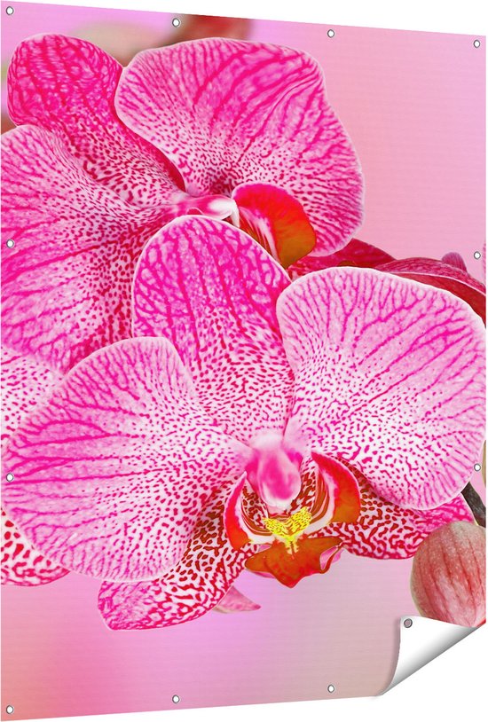 Gards Tuinposter Roze Orchidee Bloemen - 120x150 cm - Tuindoek ...