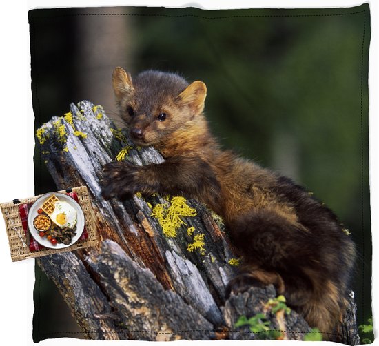 Picknickkleed - Buitenkleed - Marter - Boom - Bos - Vloerkleed buiten ...