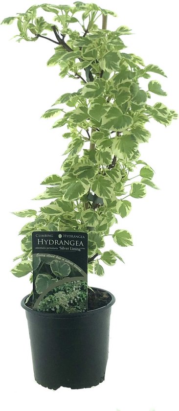Klimhortensia Silver Lining - Hydrangea anomala petiolaris 'Silver ...