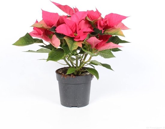 Euphorbia Pink | bol