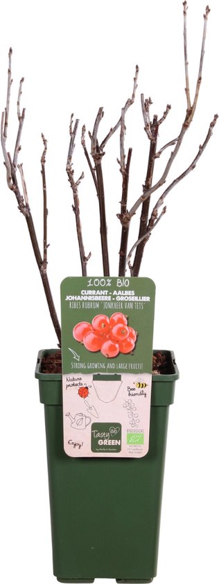 Bessenplant – Rode Bes (Ribes rubrum Jonkheer van Tets) – Hoogte: 50 cm ...