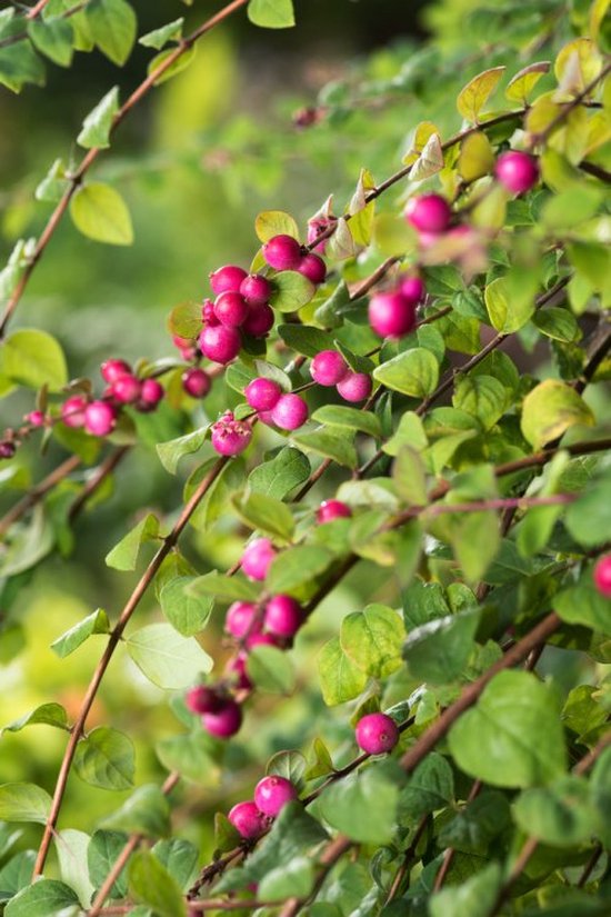 Symphoricarpos chenaultii 'Hancock' - 1.5 liter pot - 40-60 cm | bol