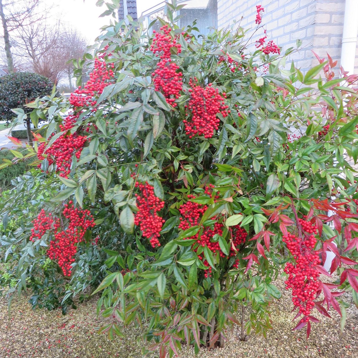 Nandina Domestica 'Firepower' - Hemelse Bamboe rood - Struik - ↑ 20 ...
