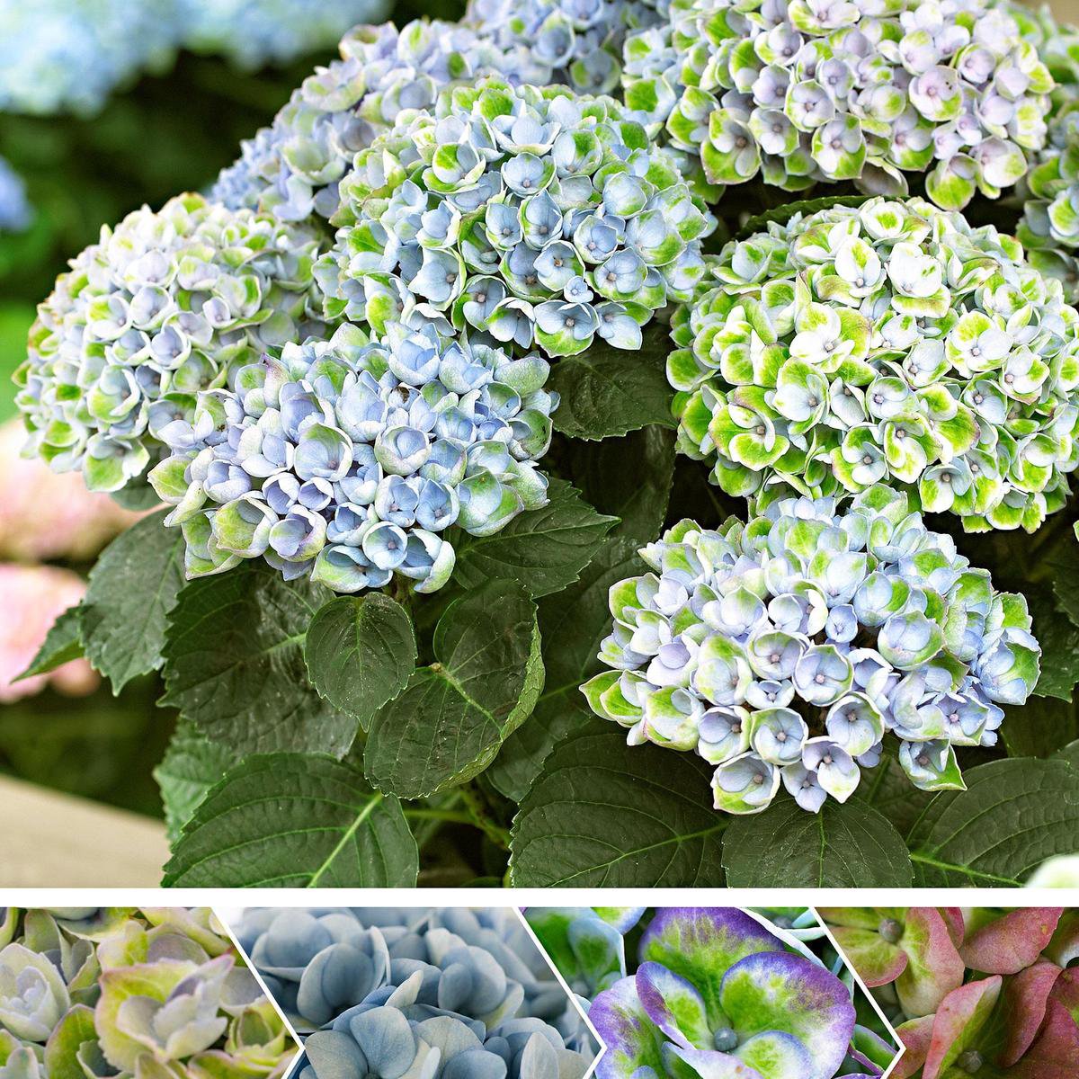 Hydrangea Magical 'Revolution Blue' - Hortensia blauw-groen - ↑ 15-20cm ...