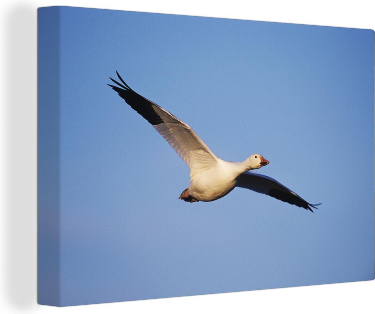 Canvas Schilderij Sneeuwgans zweeft in de lucht - 120x80 cm ...