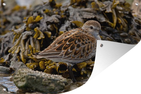 Tuinposters buiten Bonte strandloper met rots en zeewier - 90x60 cm ...