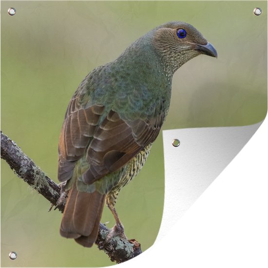 Tuindoek Satijnen prieelvogel op een tak groene achtergrond - 100x100 ...