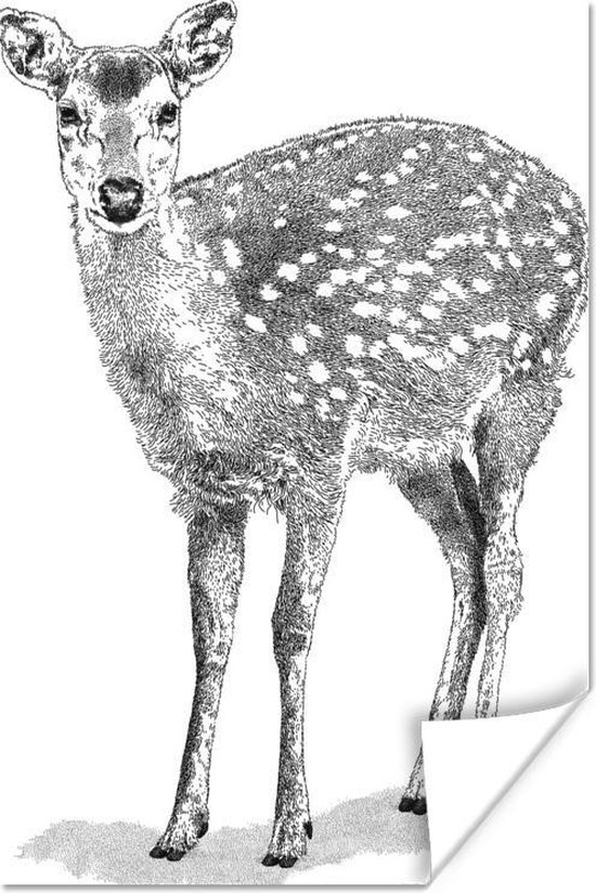Poster tekening van een eenzame ree - 80x120 cm | bol.com