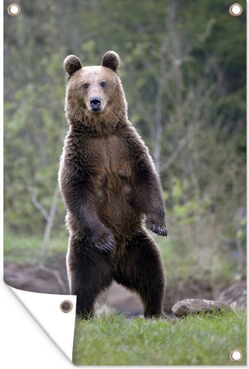 Un grizzli debout dans une zone boisée Affiche de jardin 120x180 cm ...