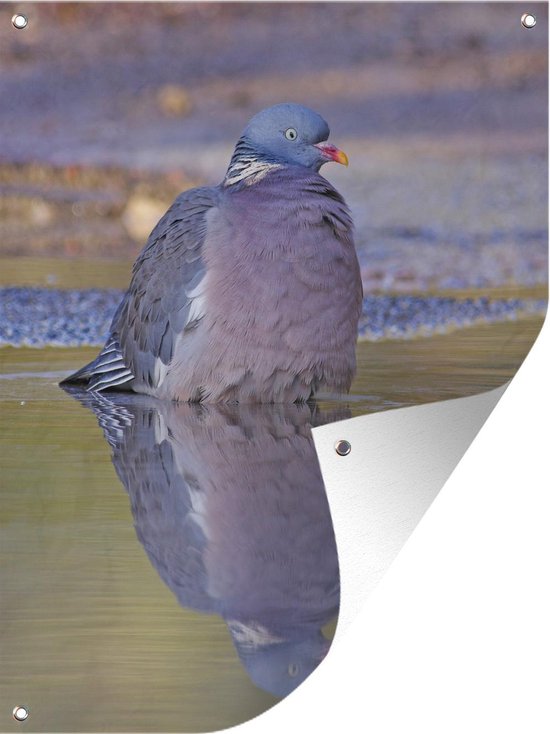 Un pigeon ramier assis dans une flaque d'eau avec reflet dans l'eau ...