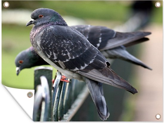 Tuin decoratie Mooie duiven op een ijzeren hek - 40x30 cm - Tuindoek ...