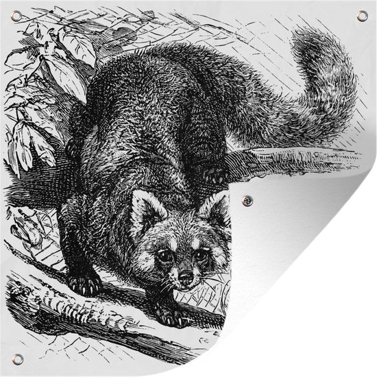 Tuindoek Een vintage tekening van de rode panda - 100x100 cm | bol.com