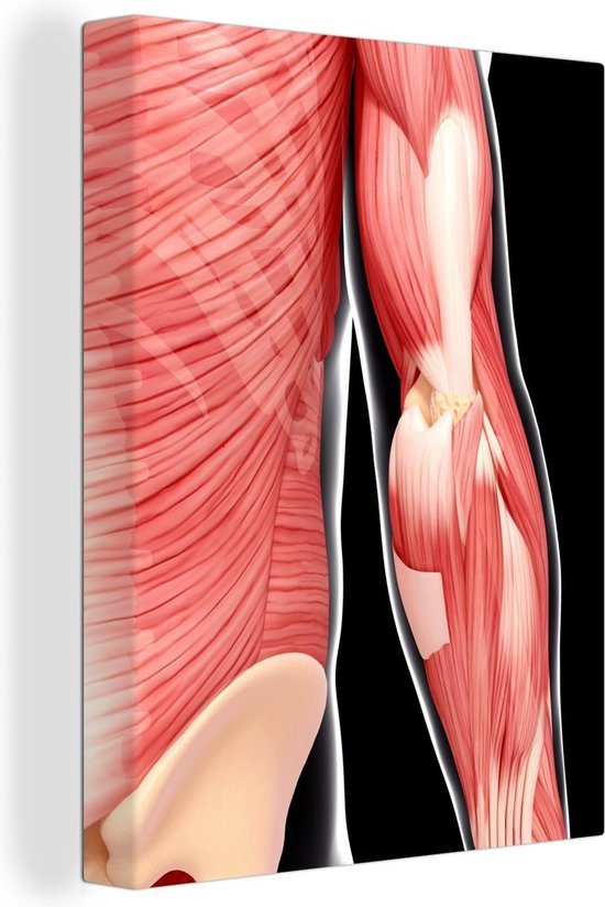 Le Biceps Brachii dans le système musculaire sur fond noir 120x160 cm ...
