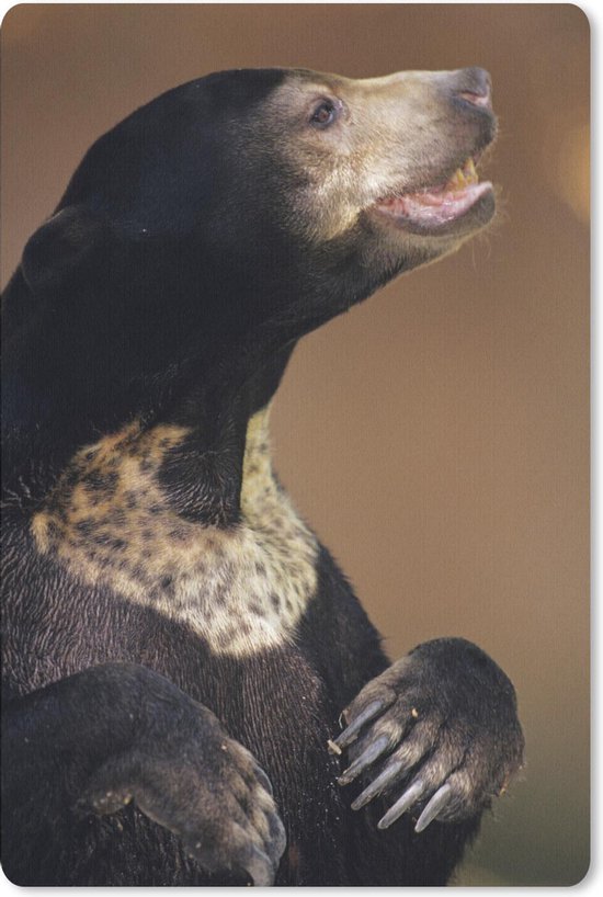 Muismat Close-up Beren - Close-up van een Maleise beer van de zijkant ...