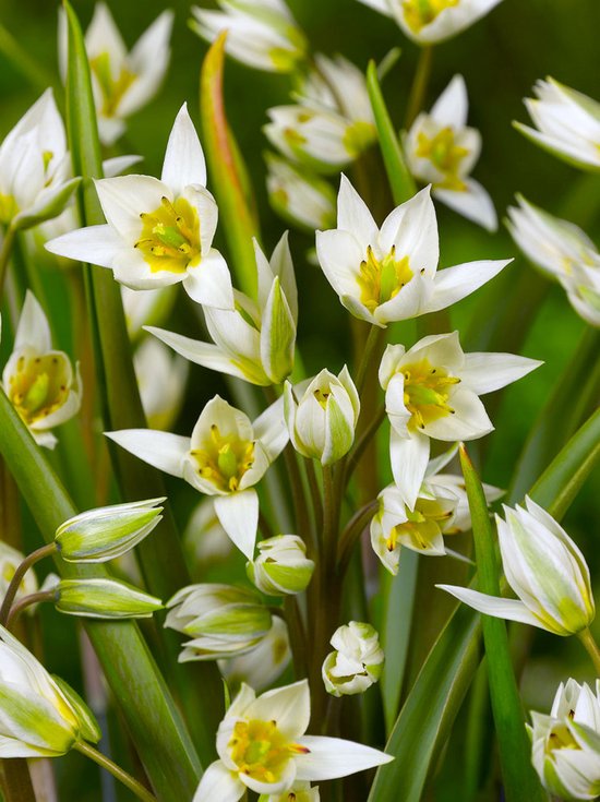 100x Tulpen 'Turkestanica' - BULBi® bloembollen en planten met ...