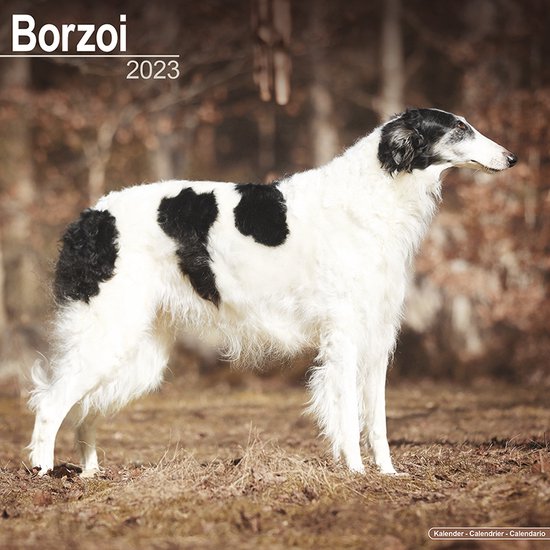 Barsoi: Een echt rustige en elegante hond