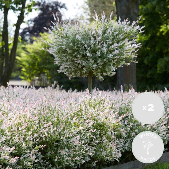 Bloomique - Set van 2 - Salix Integra Flamingo - Bonte Wilg ...