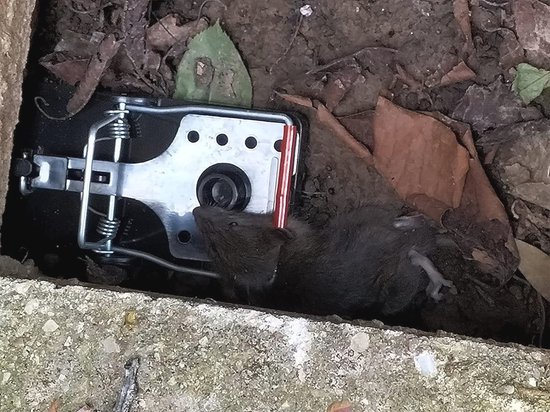 6x XXL Rattenvallen - Ultra Krachtige Herbruikbare Rattenval voor ...