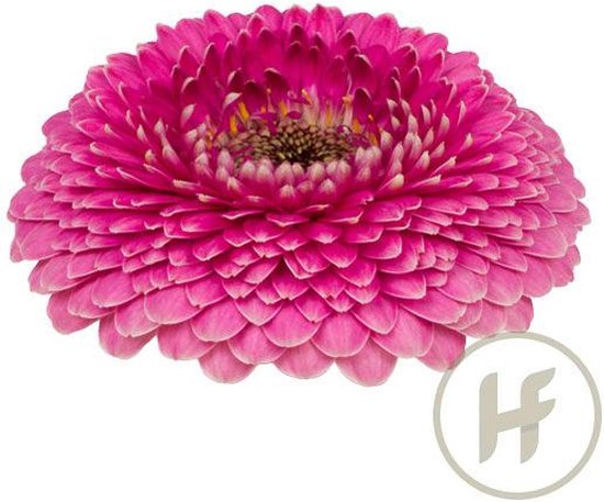 DutchFlowers - Boeket - 20x Germini gerponi janou 50cm | bol