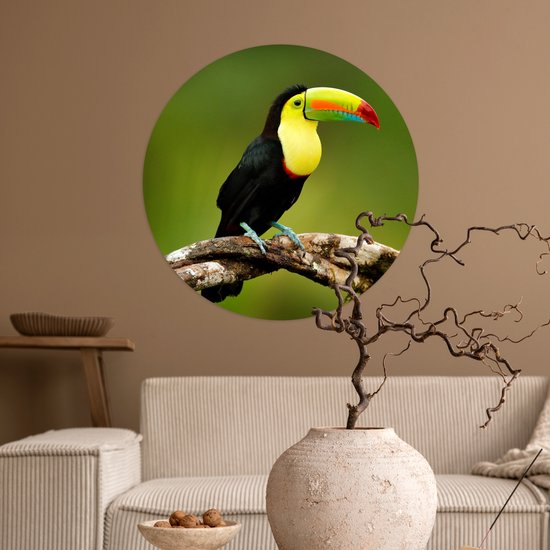 WallCircle - Behangcirkel - Vogel - Toekan - Regenboog - Groen - Tak - Zelfklevend... | bol