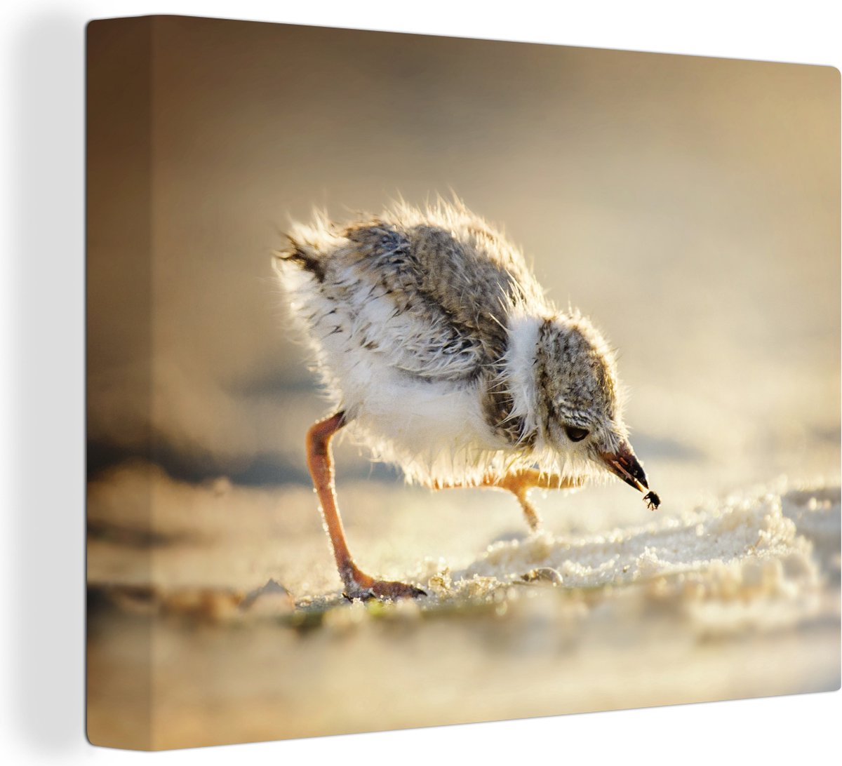 Canvas Schilderij Een kleine dwergplevier reikt naar het zand - 160x120 cm -... | bol.com