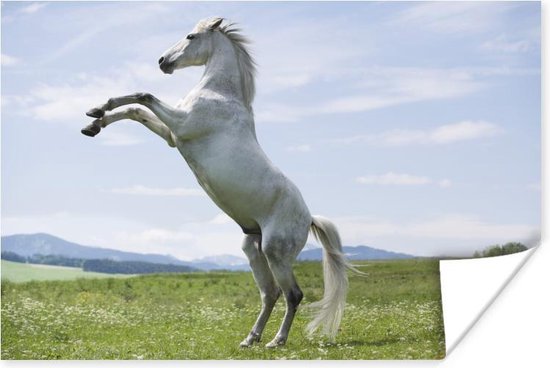 Poster Paard - Steigeren - Natuur - 120x80 cm | bol.com