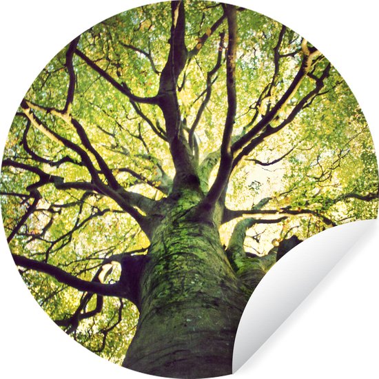 WallCircle - Muurstickers - Behangcirkel - Kalmerende takken van een groene boom -... | bol.com