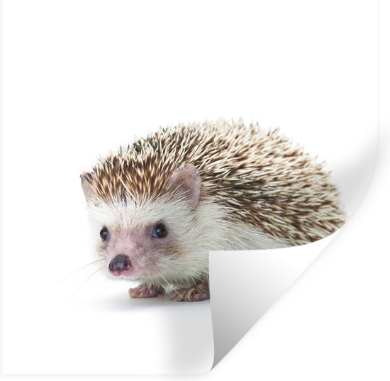 Muurstickers - Sticker Folie - Egel - Dieren - Wit - 30x30 cm ...