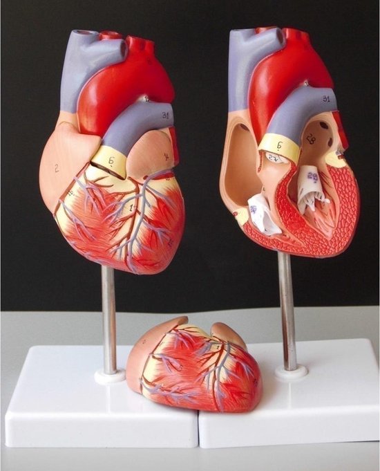 Levensgroot Menselijk hartmodel Anatomisch Cardiaal Modelleerlabels ...