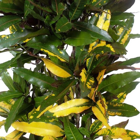 Croton Mango 140 cm | bol