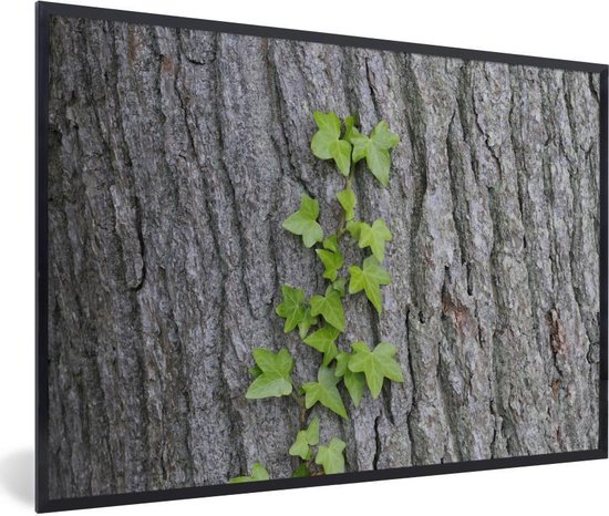 Fotolijst incl. Poster - Een Hedera klimop op een dikke boom - 120x80 ...