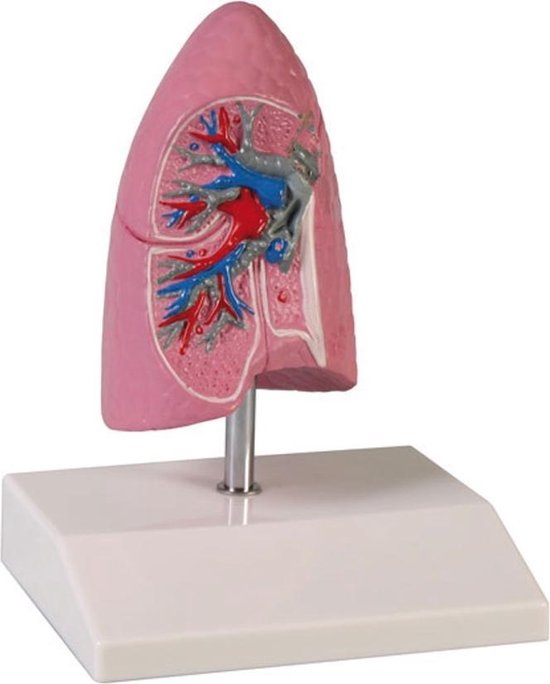 Anatomisch model linker long met bronchiën ST-ATM 80 | bol