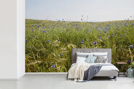 Groen veld met korenbloemen fotobehang | bol.com