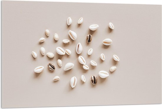Acrylglas –Witte Schelp -60x40 (Wanddecoratie op Acrylglas) | bol