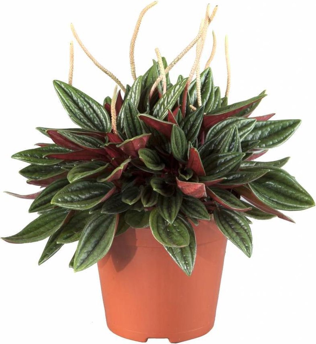 Peperomia Caperata Rosso | Vetplant rattenstaart | bol.com