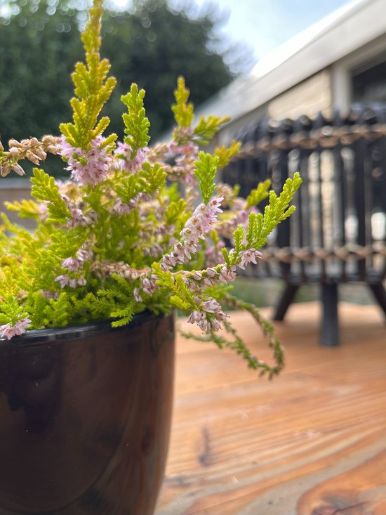 Zomerheide Geel/Roze - 10 Stuks - Calluna vulgaris 'Boskoop' - P9.5 ...
