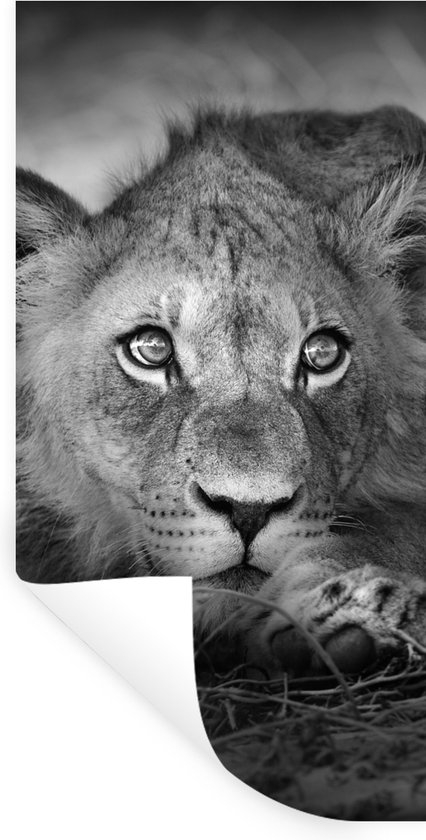Muurstickers - Sticker Folie - Wilde dieren - Leeuw - Natuur - Zwart - Wit - 40x80 cm... | bol
