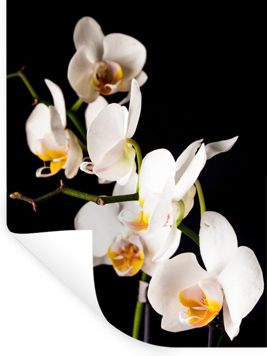 Muurstickers - Sticker Folie - Orchidee - Bloemen - Planten - Botanisch - 120x160 cm -... | bol