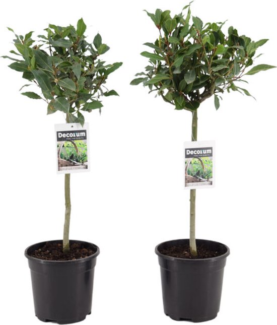 Duo Laurus nobilis - Laurierboom - 80 cm | bol