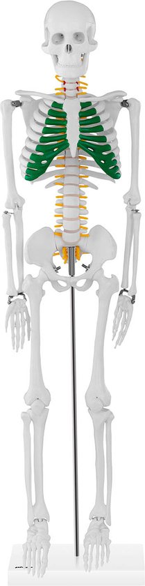 physa Anatomisch model mini skelet - 85 cm | bol.com