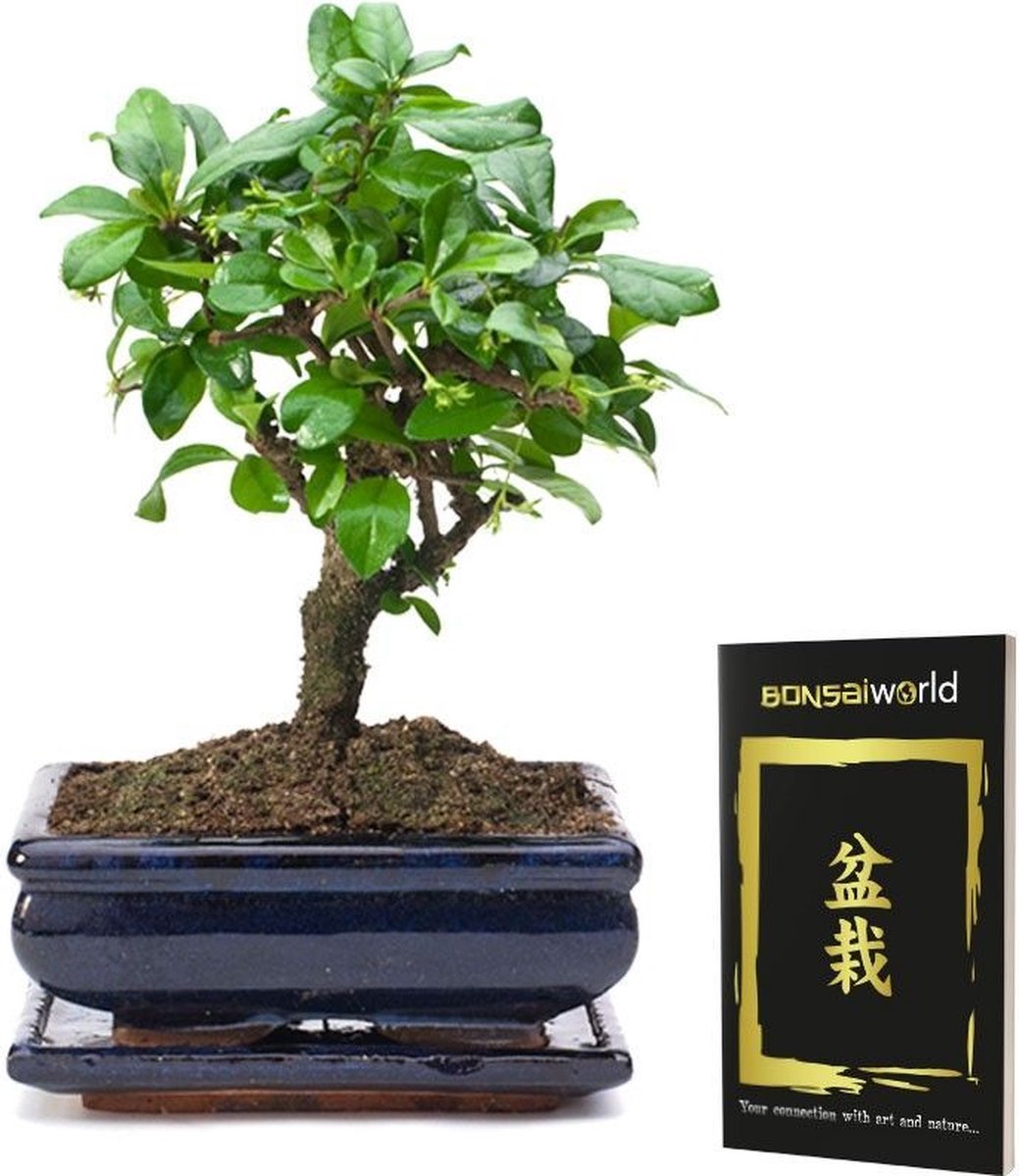 Bonsaiworld Bonsai Boompje Bol-Vormig - 8 jaar oud - Hoogte 20-25 cm ...