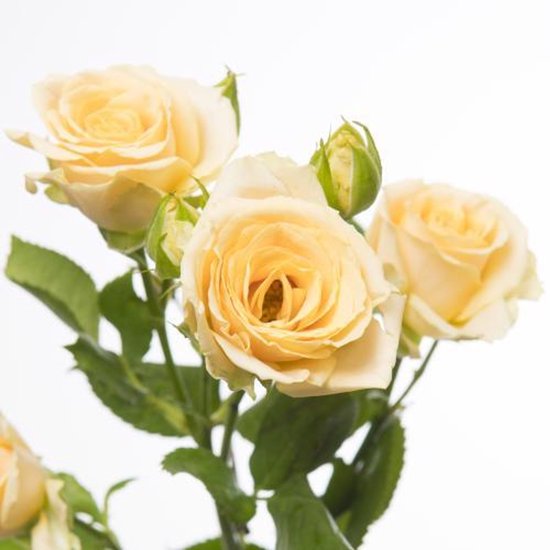 10x Rosa salinero 50cm | bol