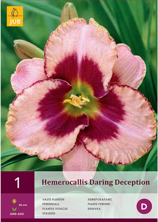 Hemerocallis Daring Deception - Daglelie | bol