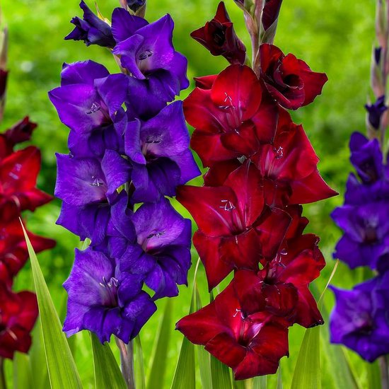 Dutch Bulbs Gladiolen - Mix van 2 soorten - Bloembollen - 20 stuks ...