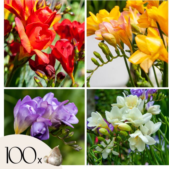 Plant in a Box - Freesia - Mix van 100 - Freesia Dubbel Mix ...