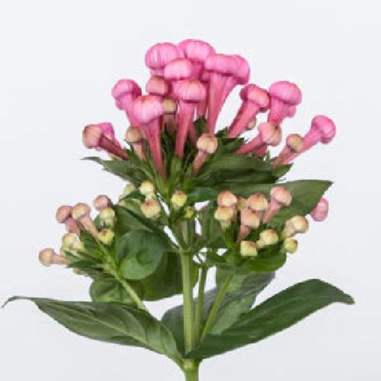 10x Bouv.royal roza 40cm | bol