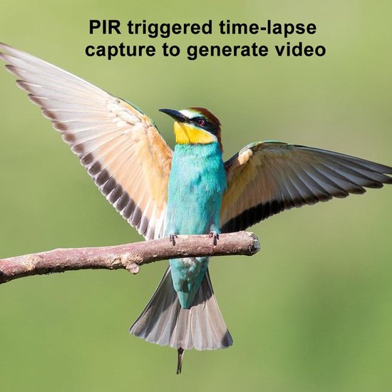 WiFi Time-lapse Camera - 8Mp Foto's - Handmatige Focus - Met Inviulicht ...