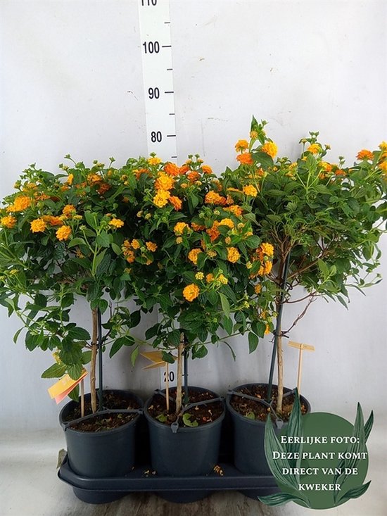 3 stuks - Lantana camara 'Simon Orange' - Hoogte 75cm - Potmaat 19cm ...