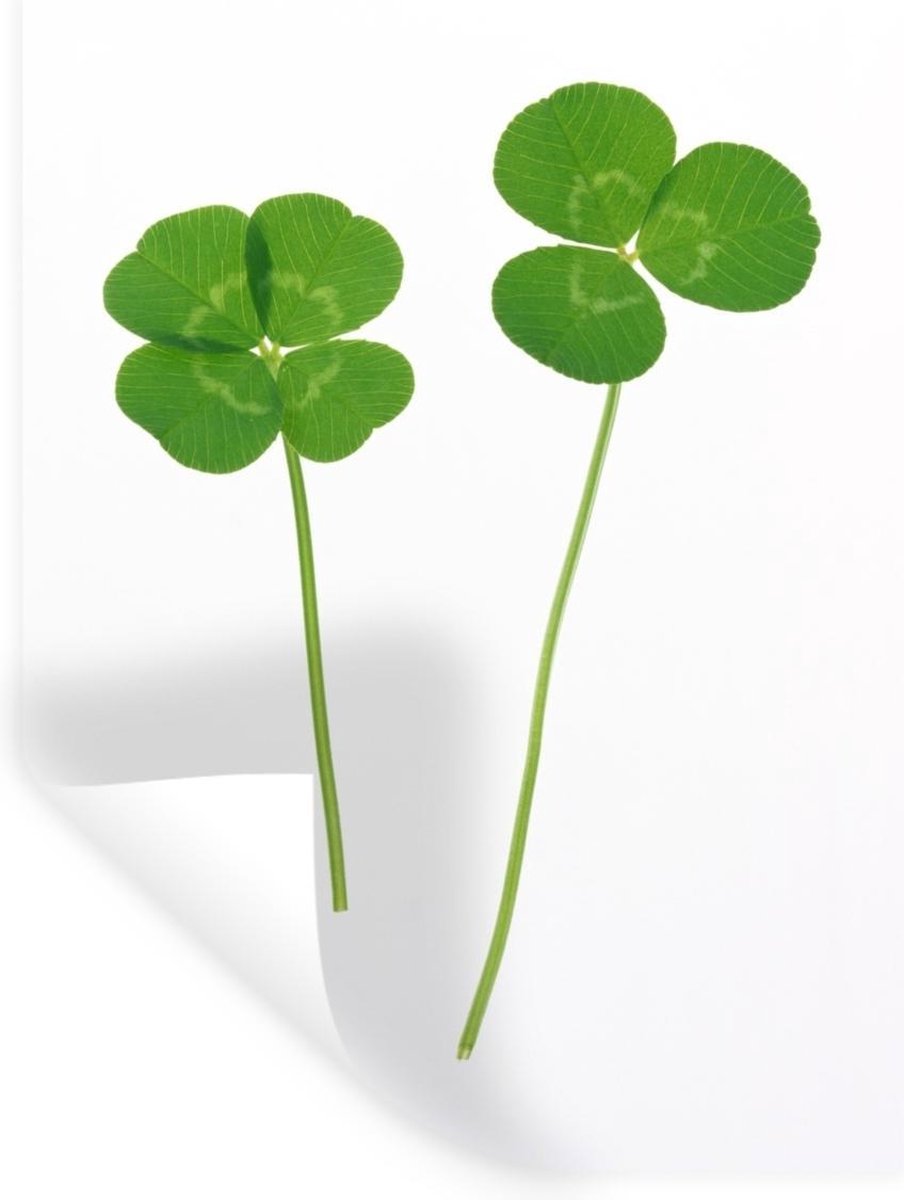 Sticker Muursticker Trèfle à Klavertje vier feuilles - Trèfle à ...